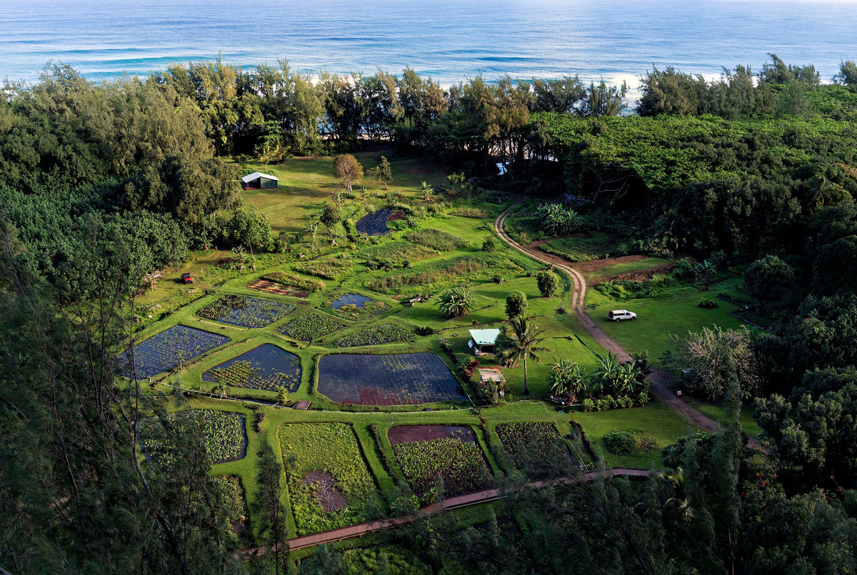 Hui Maka‘āinana o Makana Lo‘i, 2022 – Wehrheim Photography